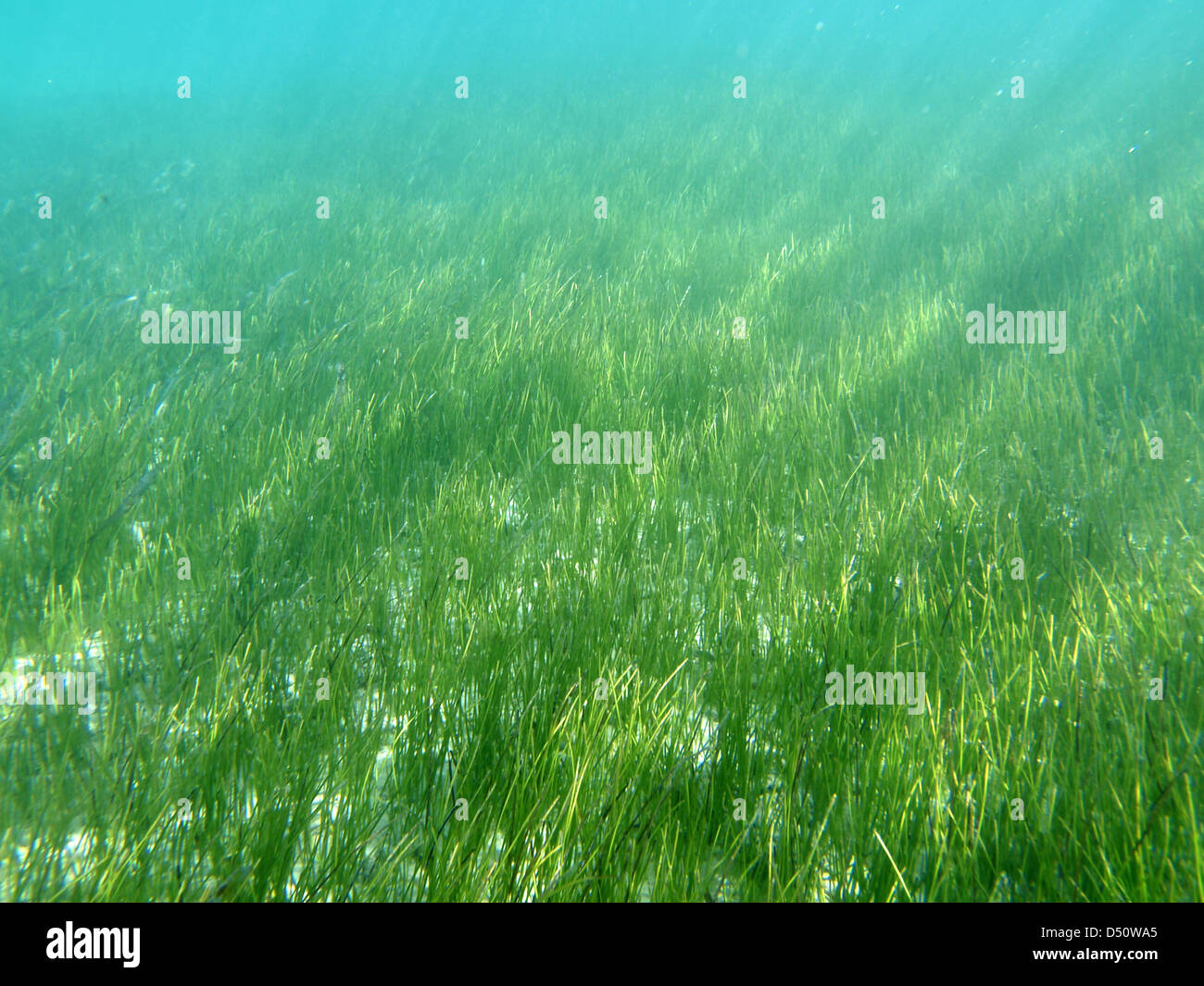 Sea Grass Underwater High Resolution Stock Photography and Images - Alamy