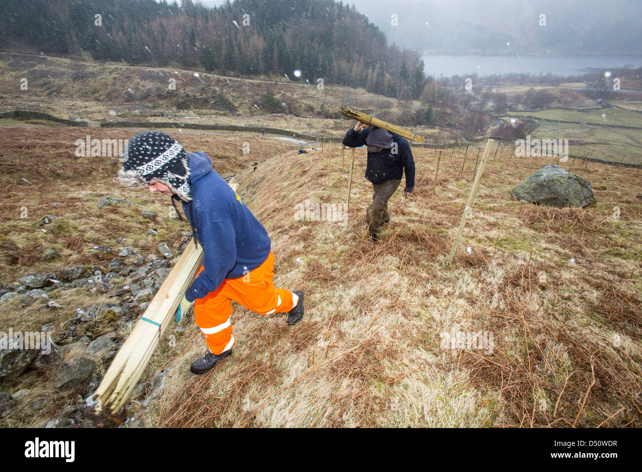 Planting native English trees around the fells above Thirlmere ...