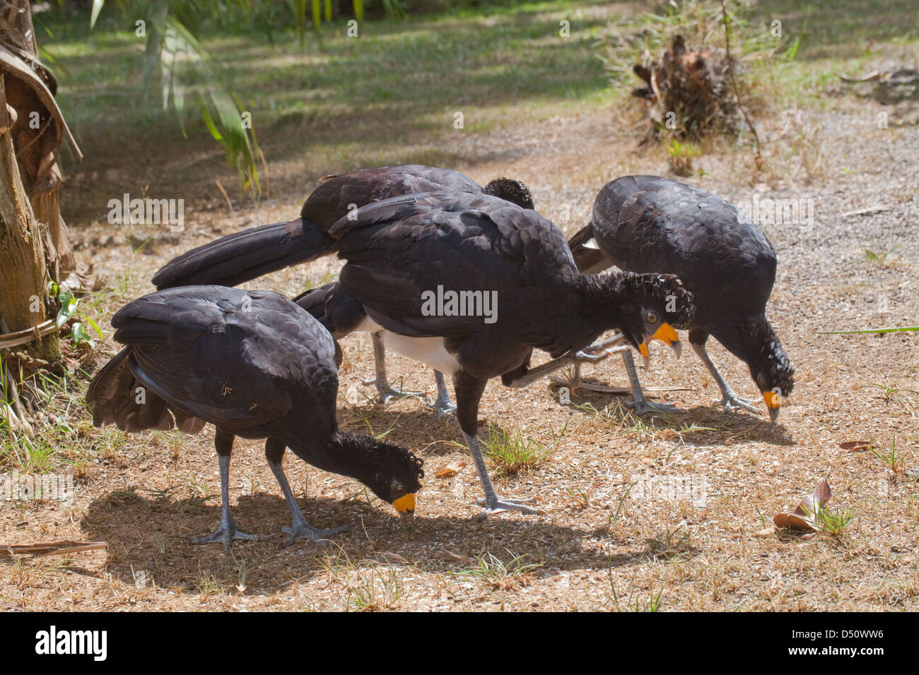 Black Curassows (Crax alector erythrognatha). Part of a well grown ...
