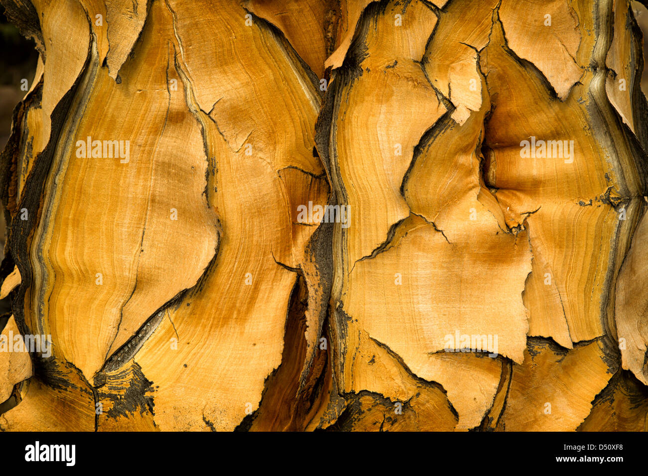 Bark of a quiver tree hi-res stock photography and images - Alamy