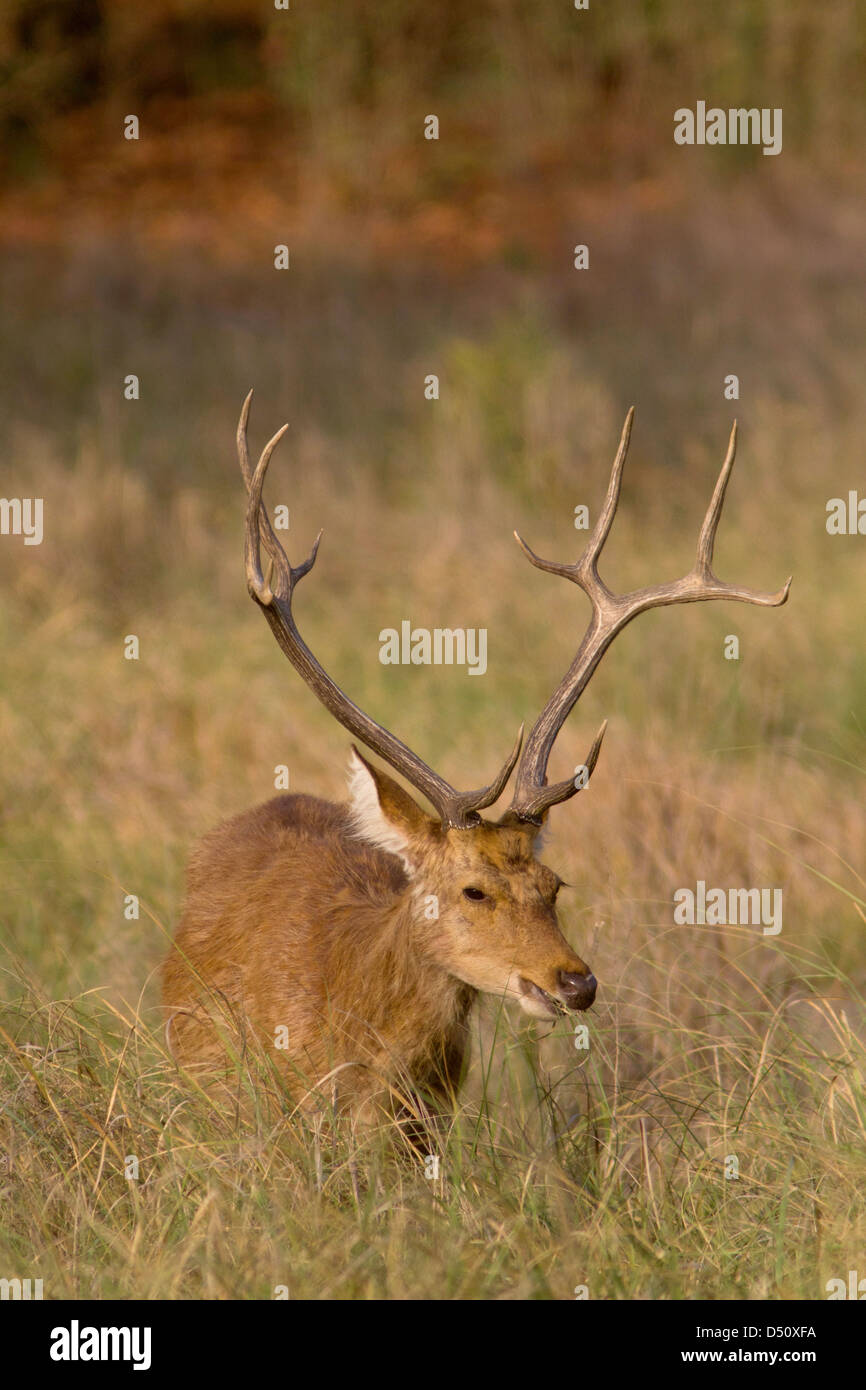 Hard Ground Barasingha ( Swamp Deer), Kanha National park in Madhya ...