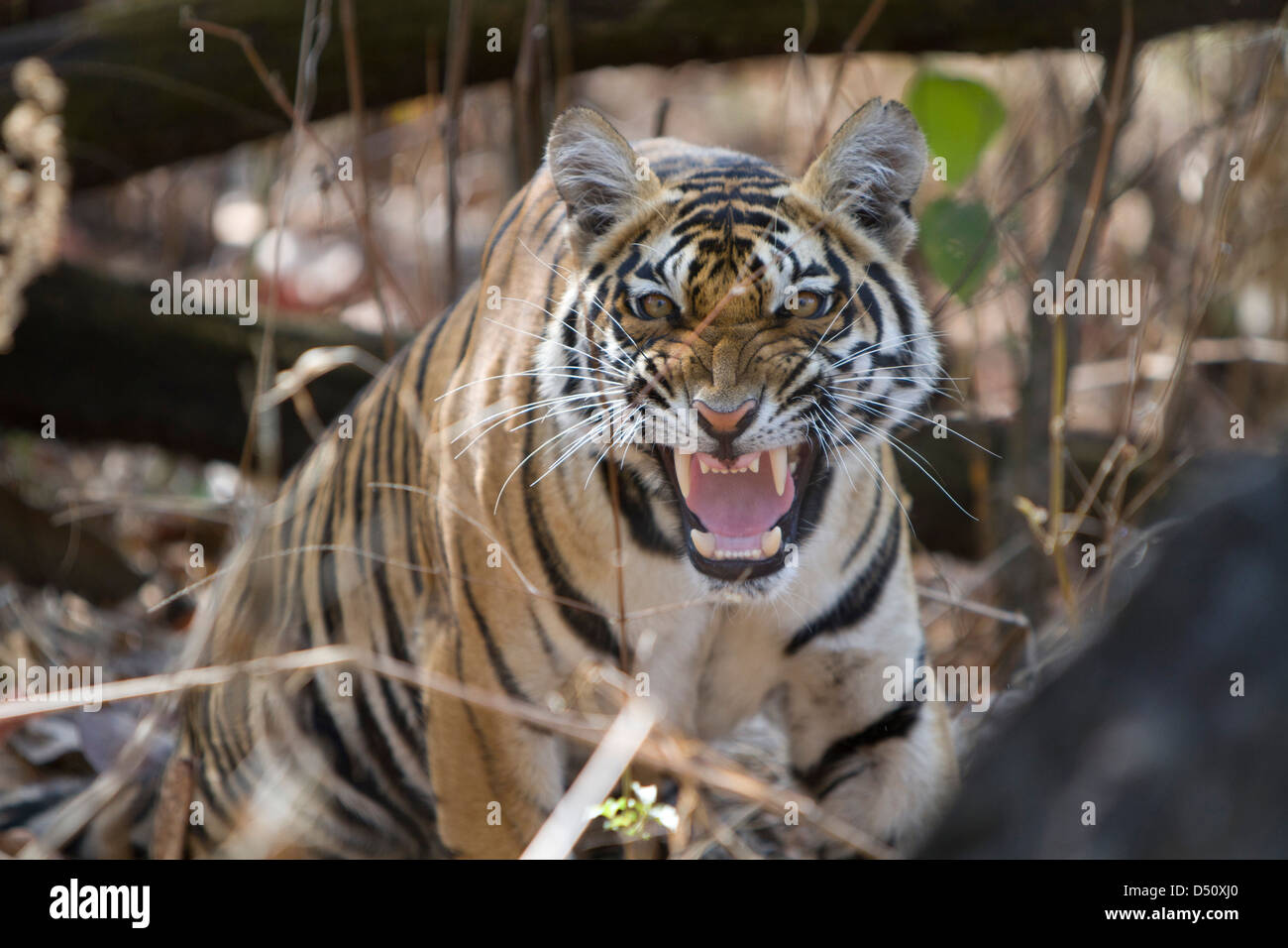 Bengal tiger, Kanha National park in Madhya Pradesh, India Stock Photo ...