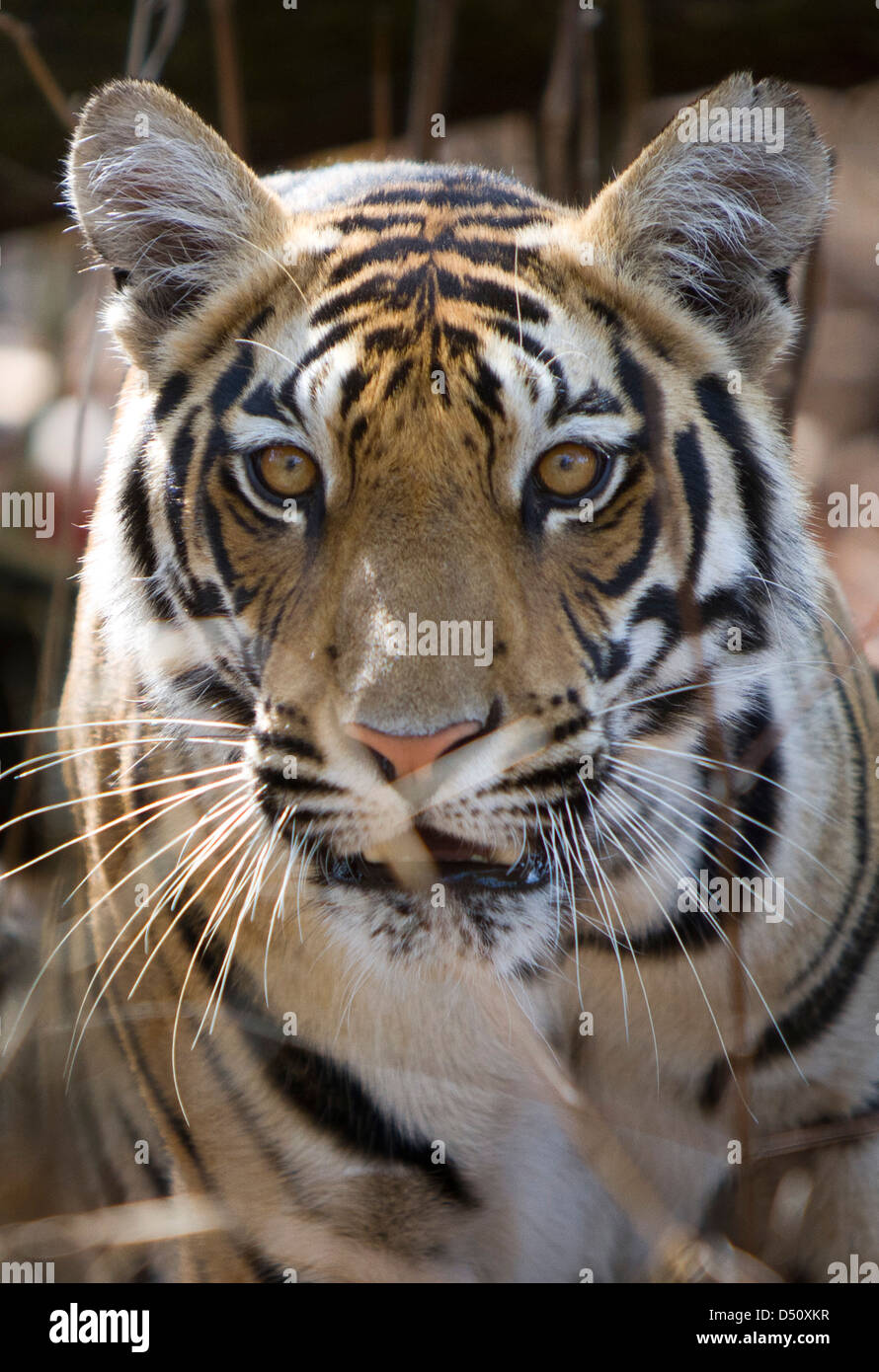 Bengal tiger, Kanha National park in Madhya Pradesh, India Stock Photo ...
