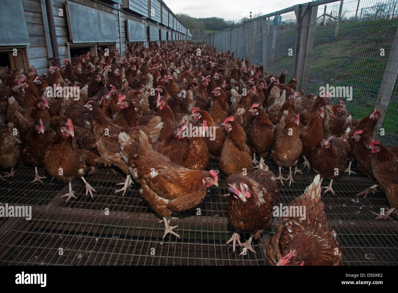 Poultry management hi-res stock photography and images - Alamy