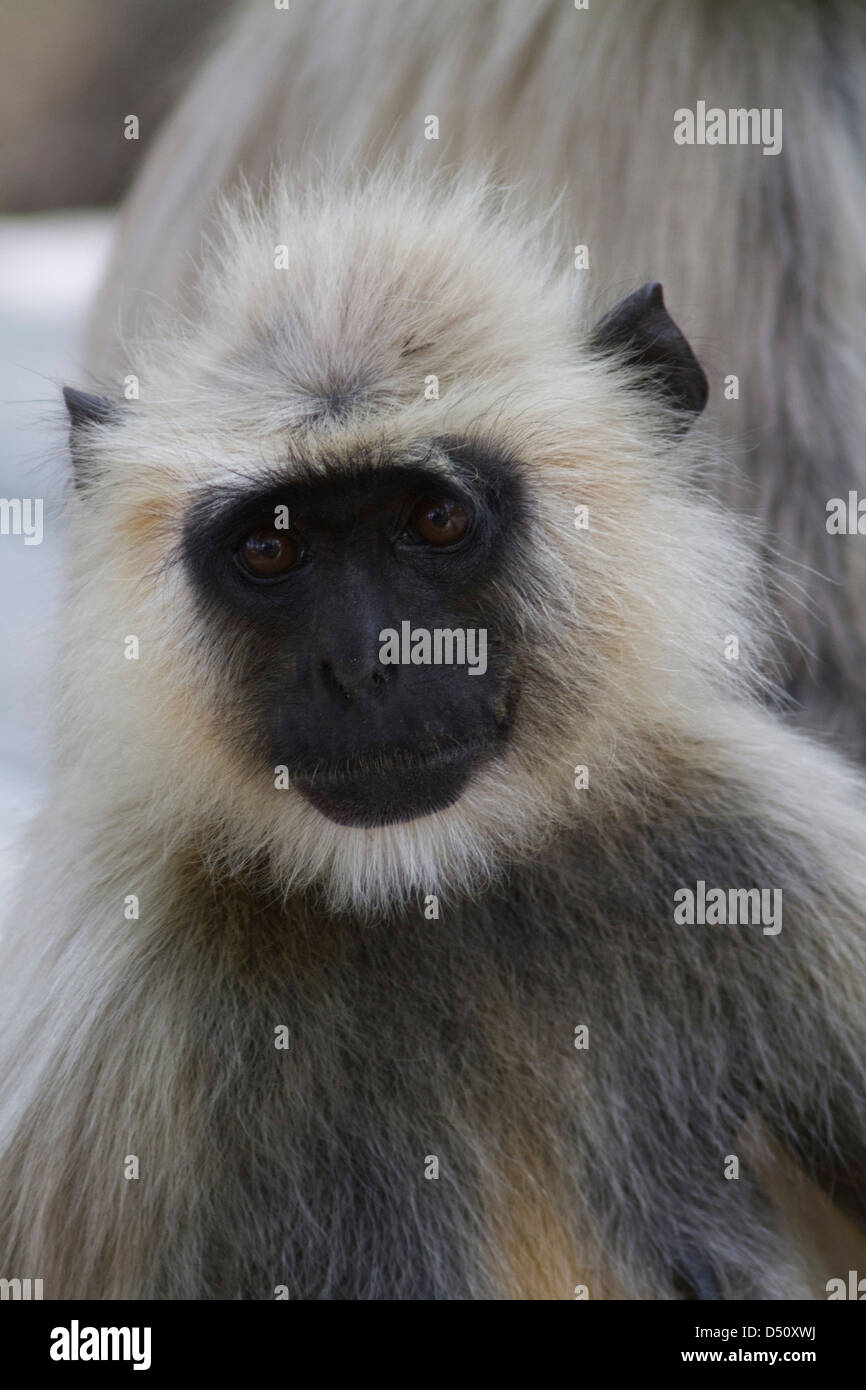 Hanuman Langur Stock Photos & Hanuman Langur Stock Images - Alamy