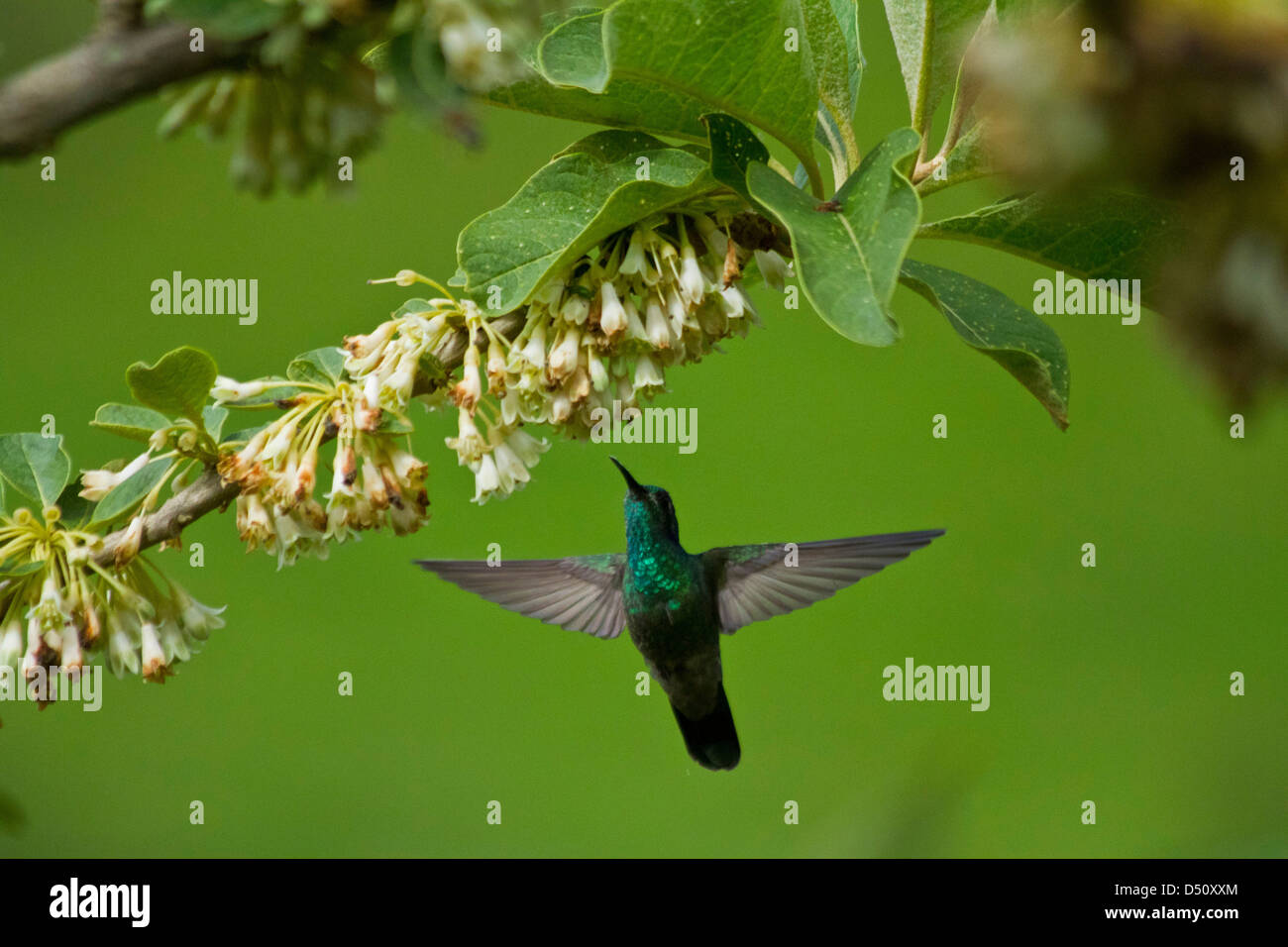 Hummingbird coruscans - Cundinamarca - Very territorial Stock Photo - Alamy