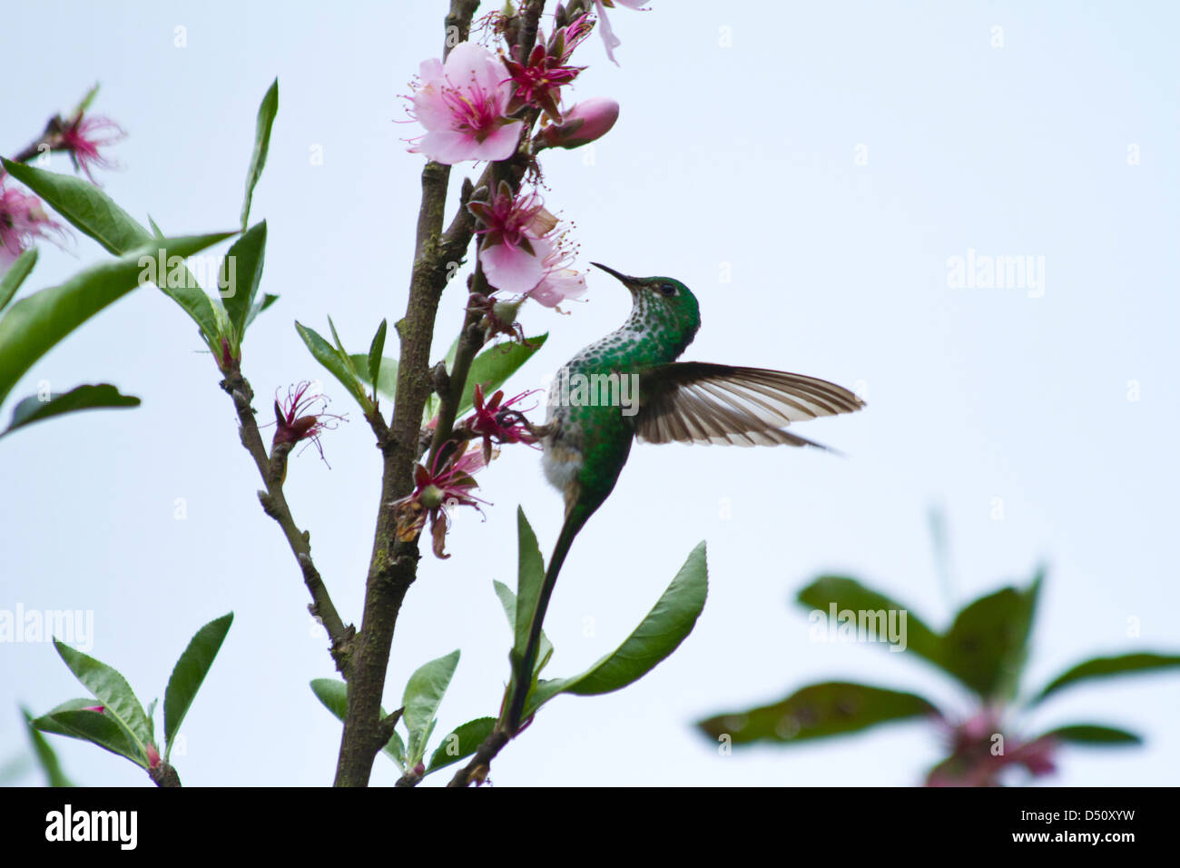 Hummingbirds of Colombia Stock Photo - Alamy
