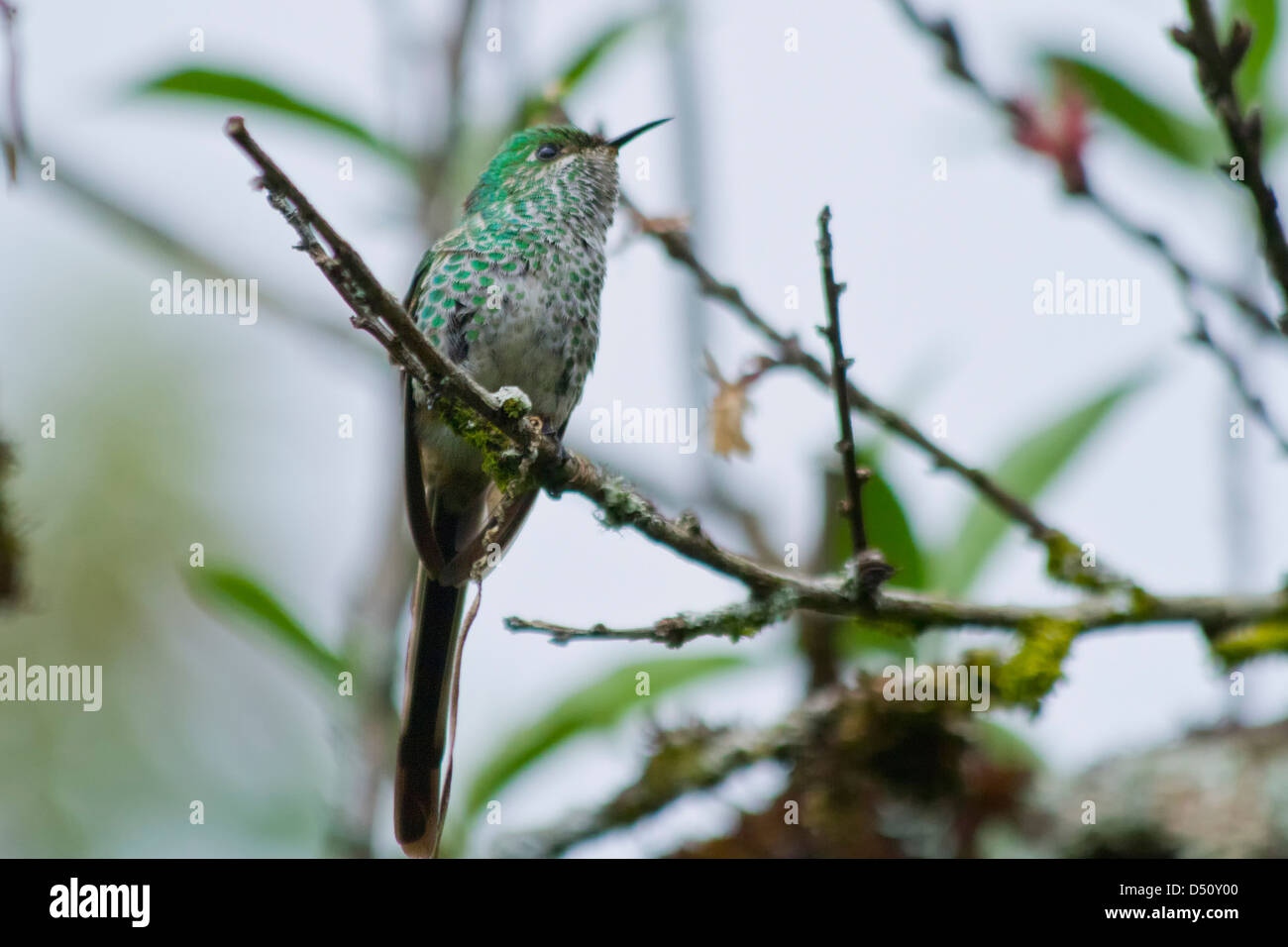 Hummingbirds colombia hi-res stock photography and images - Alamy