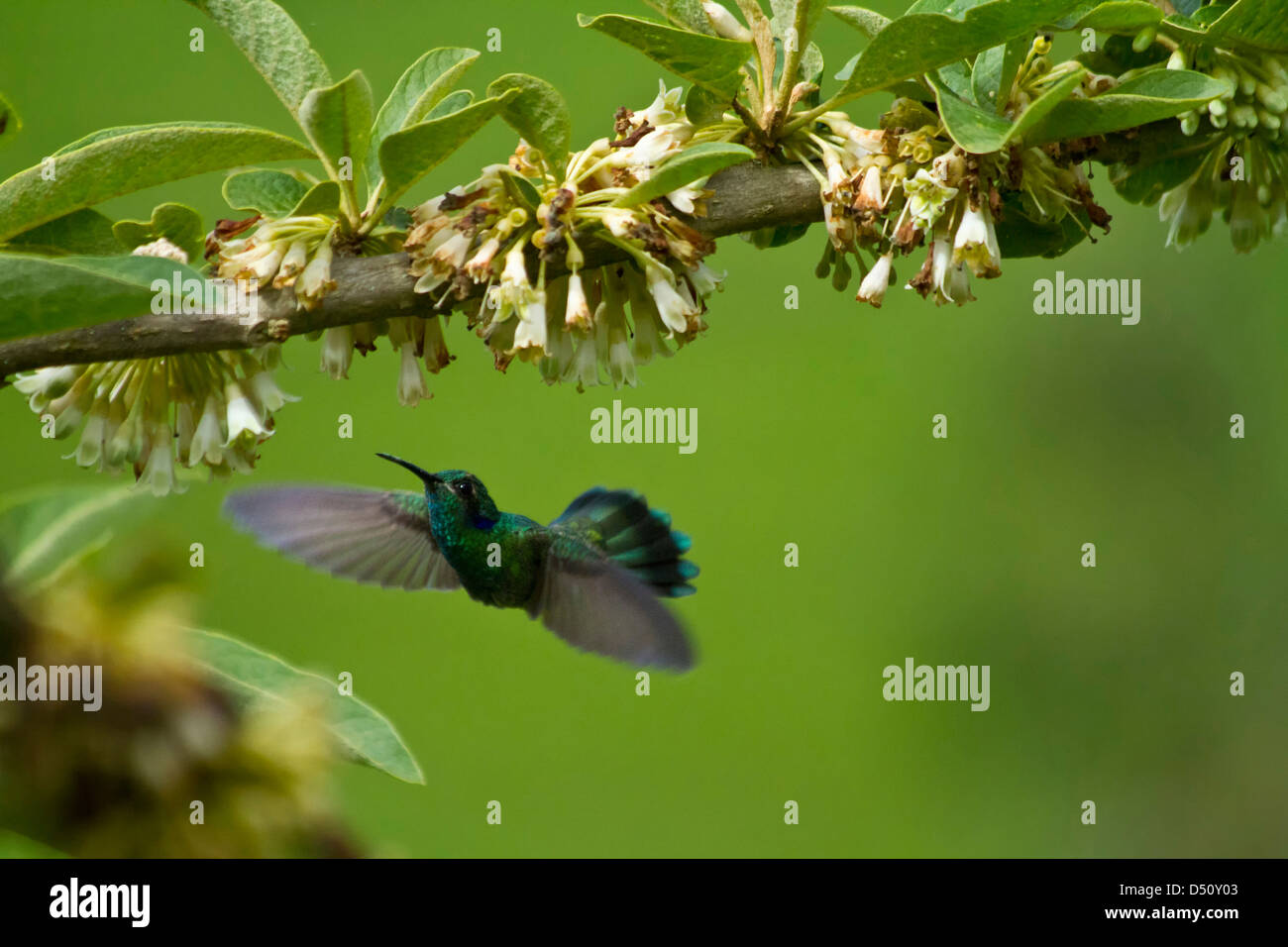 Hummingbirds of Colombia Stock Photo - Alamy