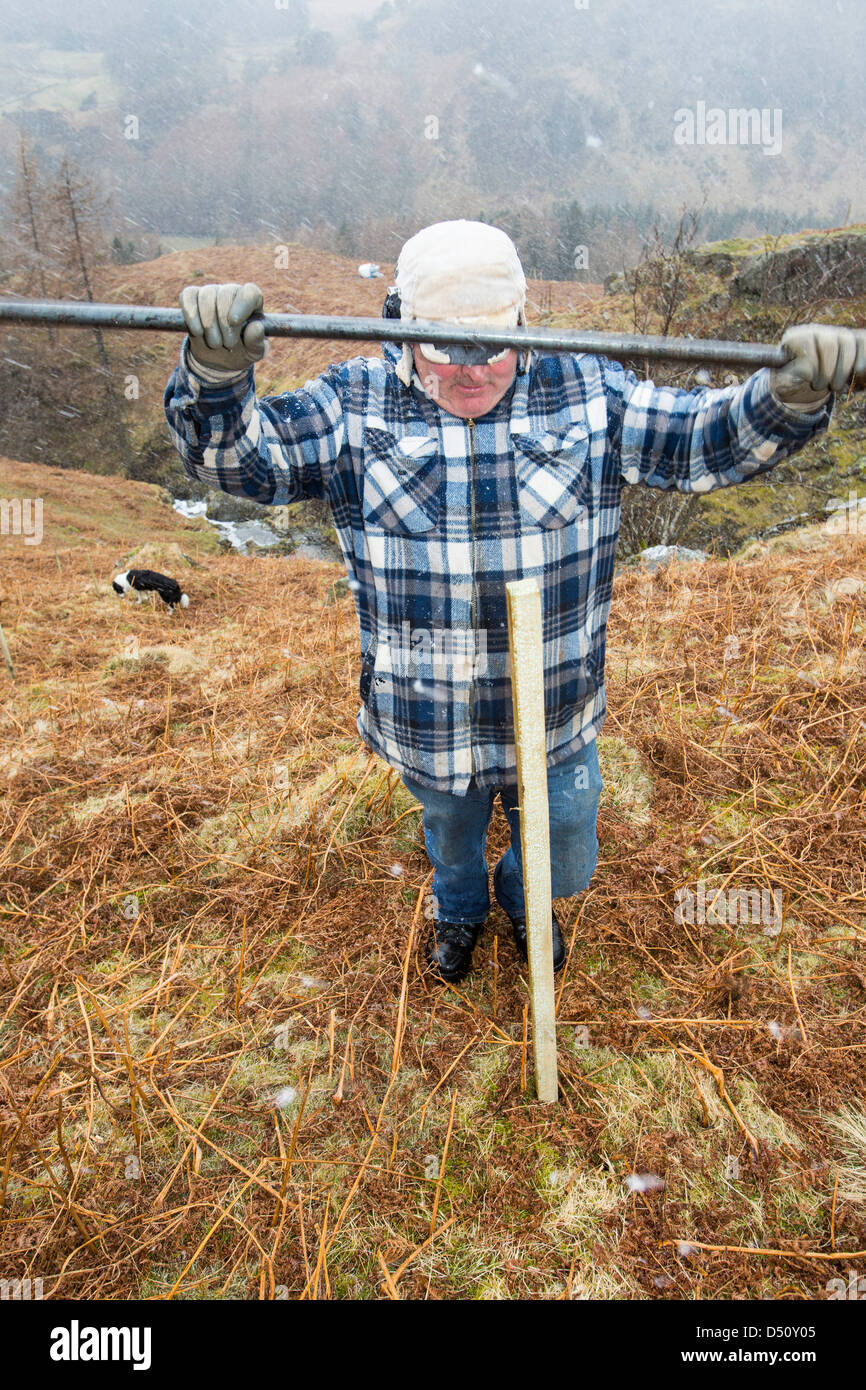 Planting native English trees around the fells above Thirlmere ...