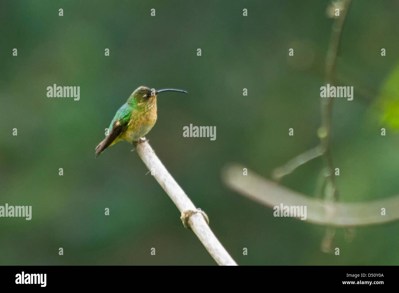 Hummingbirds of Colombia Stock Photo - Alamy