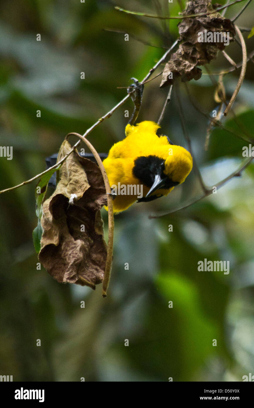 Birds of Colombia Stock Photo - Alamy