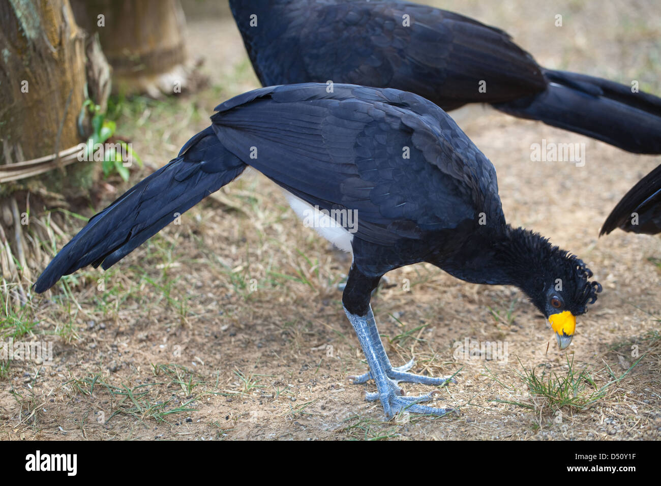 Black Currasow Crax alector Stock Photo - Alamy