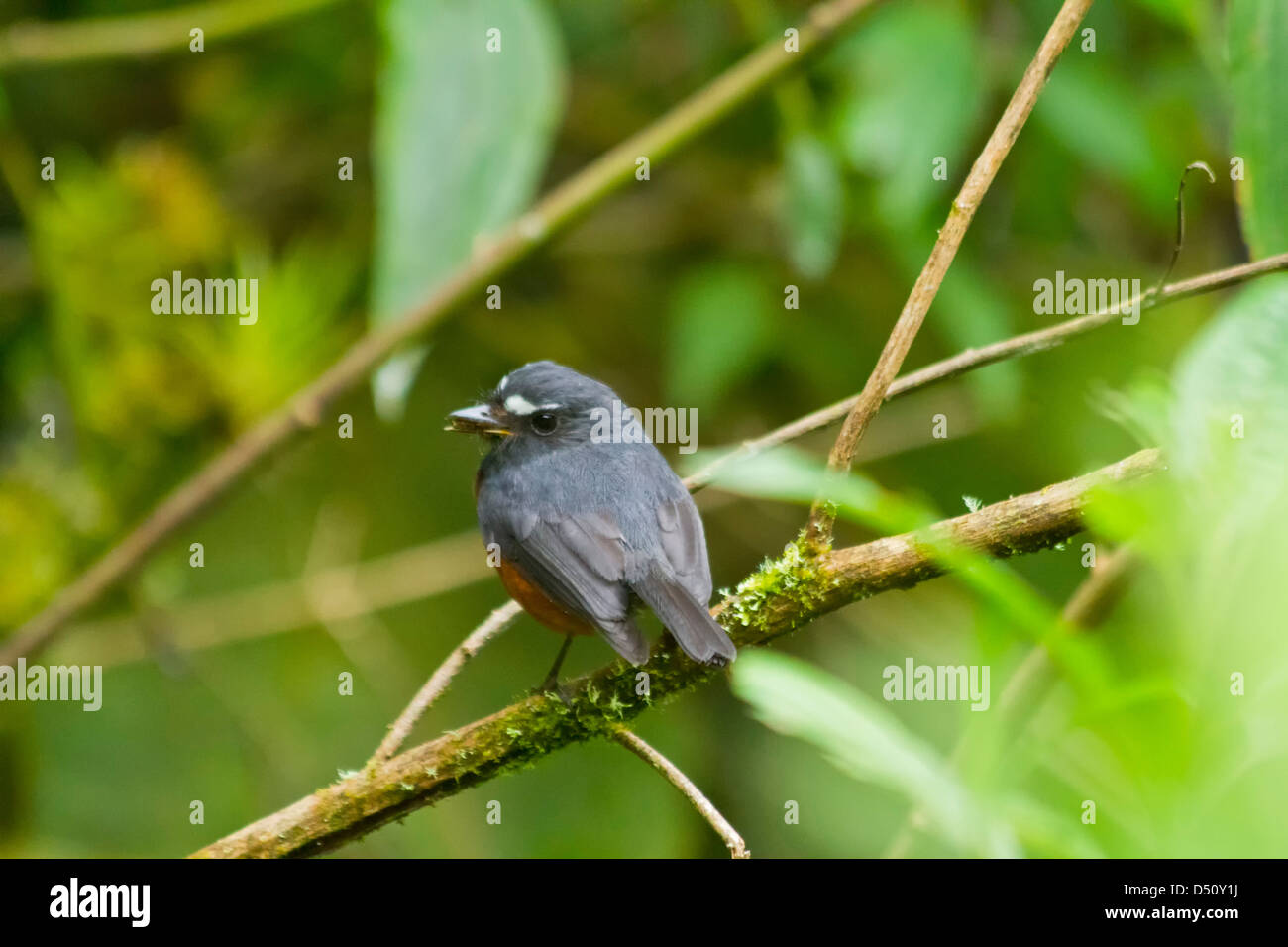 Birds of Colombia Stock Photo - Alamy