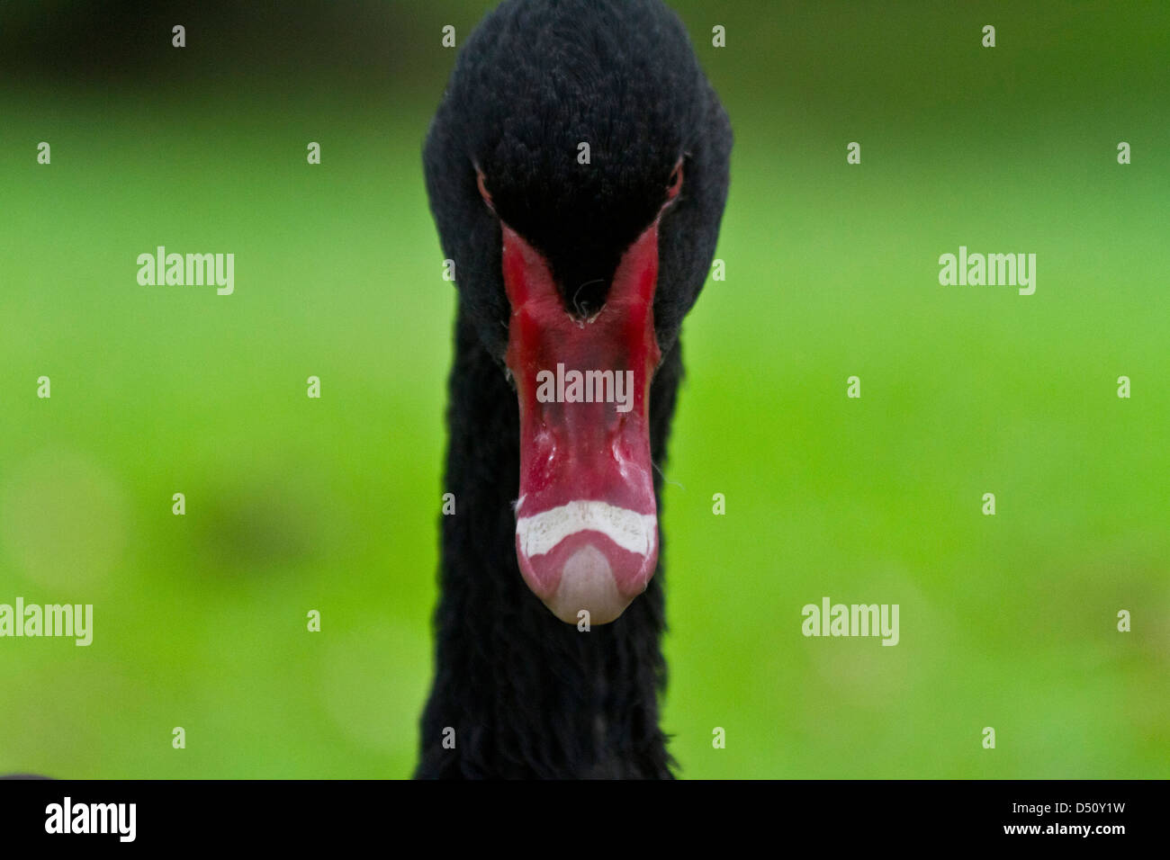 Birds of Colombia Stock Photo - Alamy