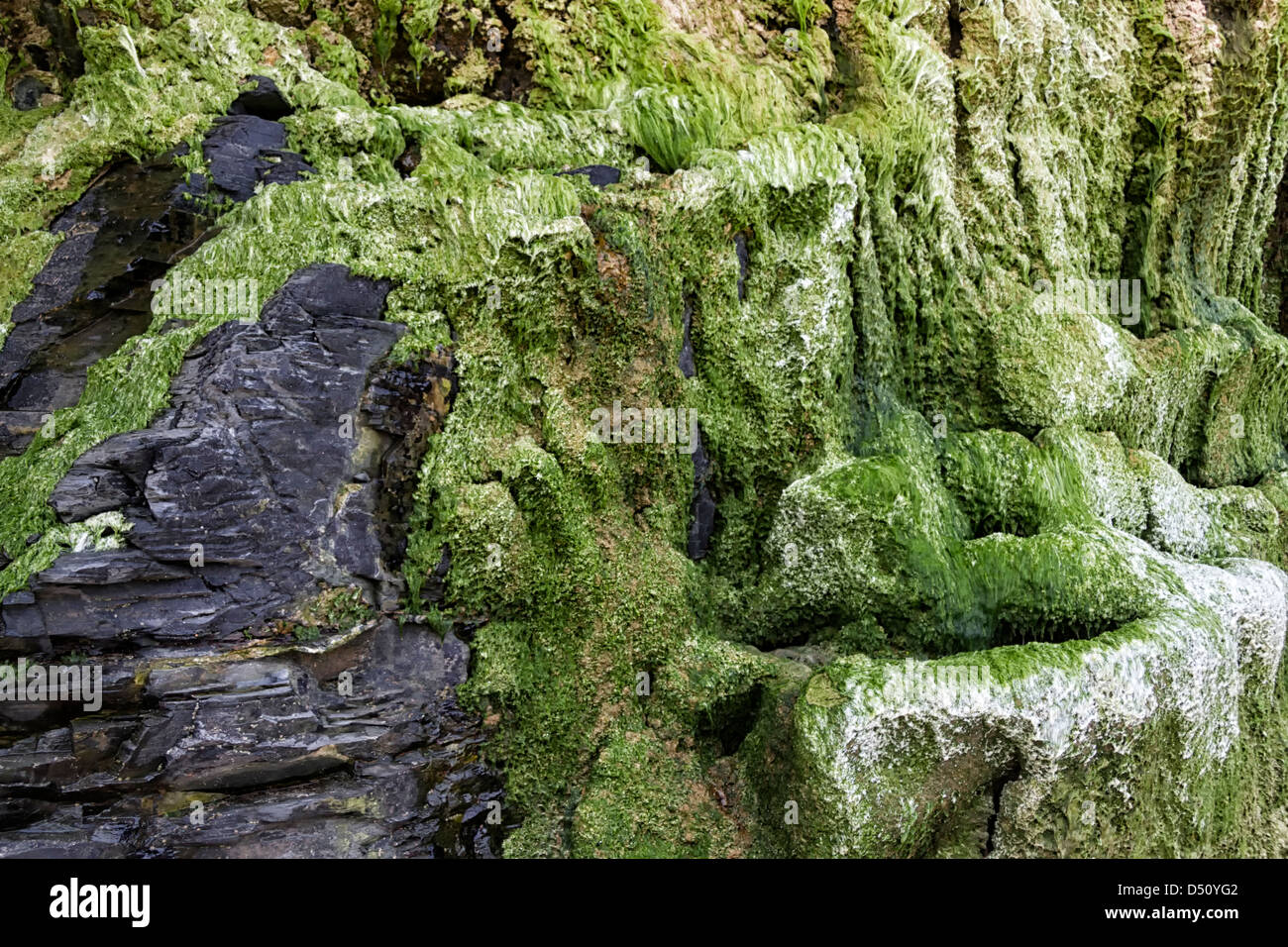 Lichen clinging to a seaside cliff, Cornwall, England Stock Photo - Alamy