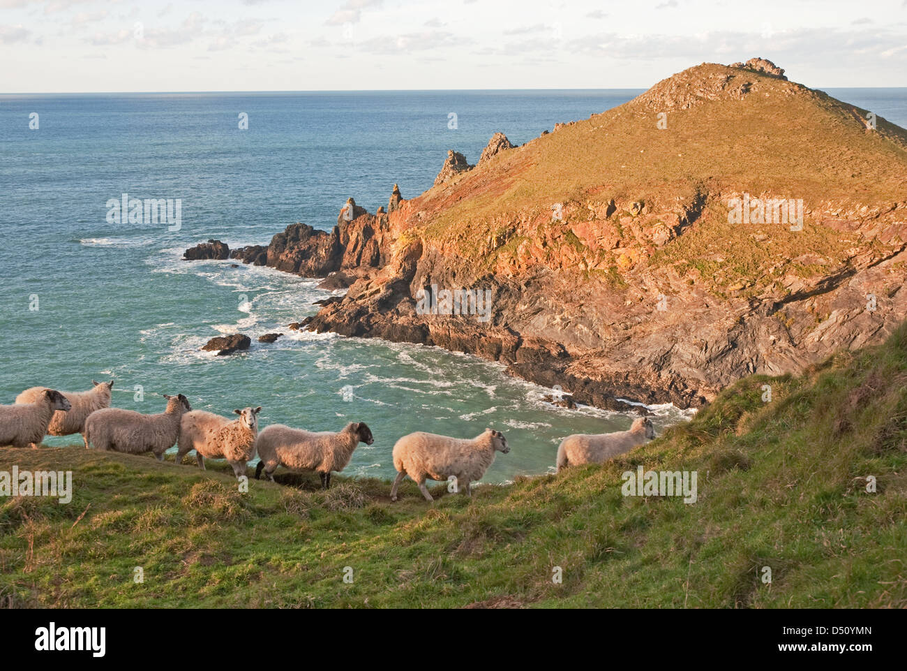 Soft winter sunshine on The Rumps, Pentire Point, Polzeath, north ...