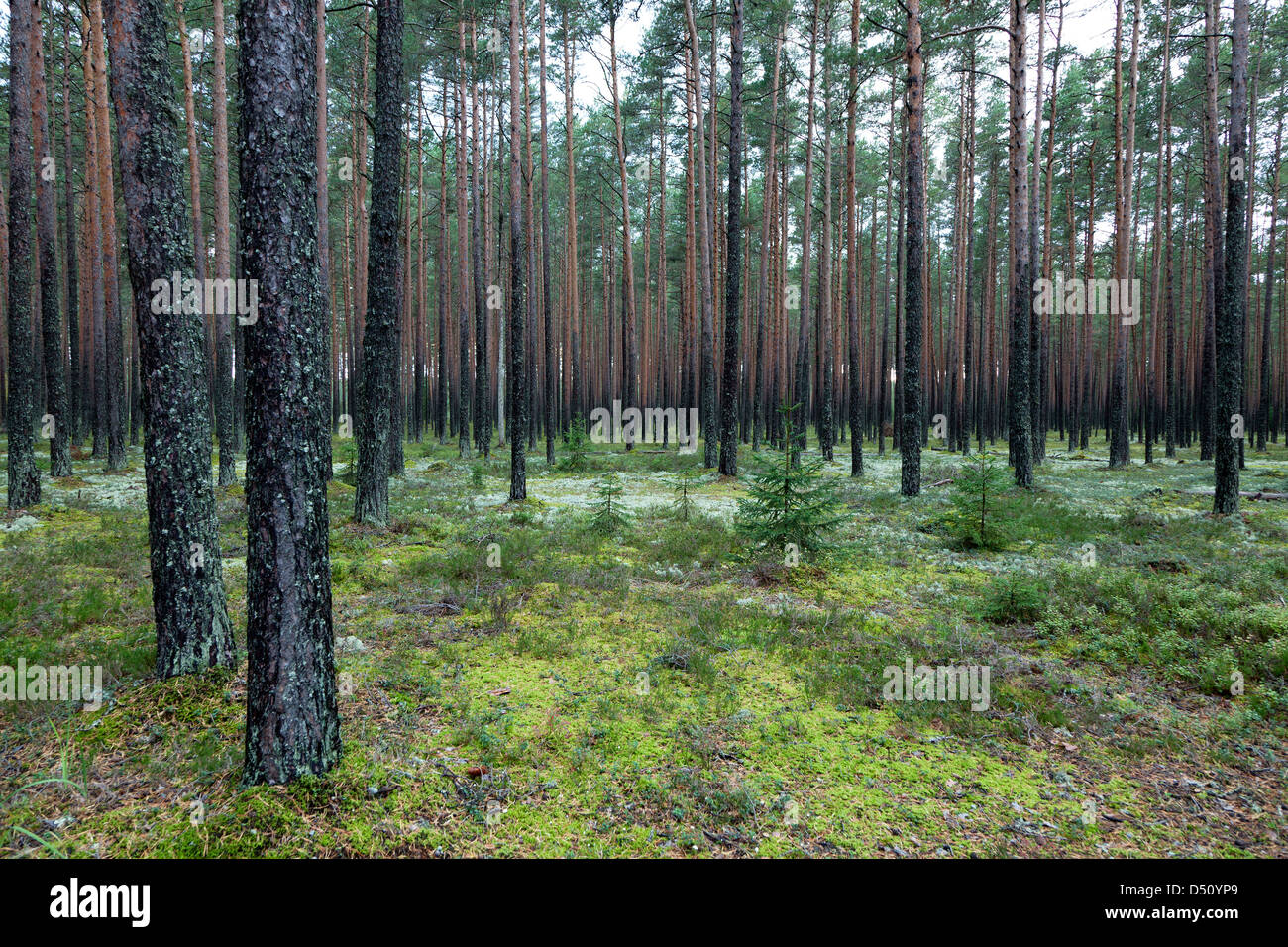 Kolk hi-res stock photography and images - Alamy