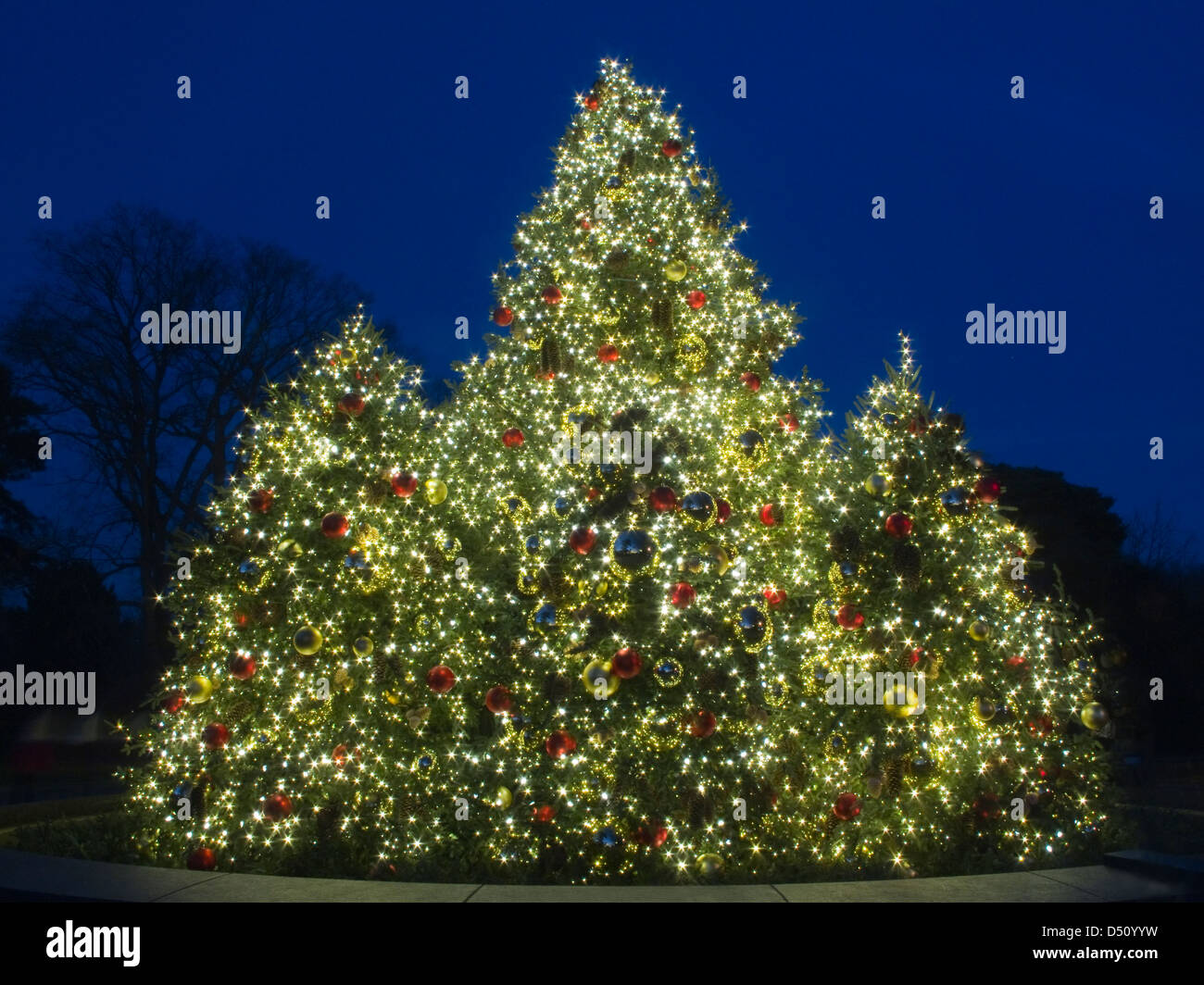 Outdoor Christmas Tree at Dusk, lit with bright colorful lights Stock ...