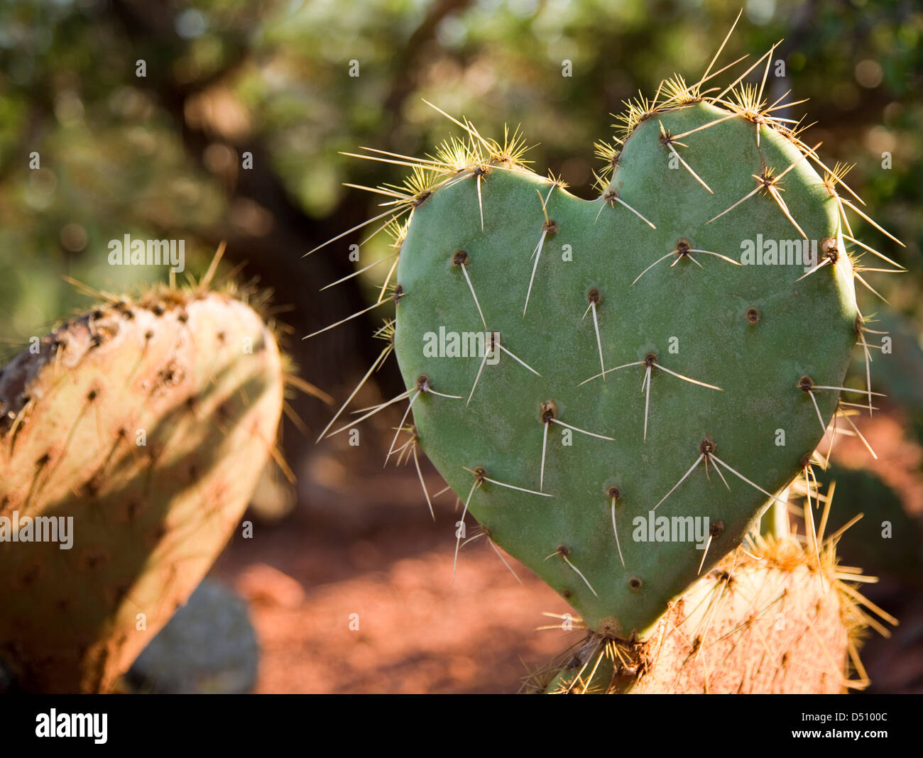 Cactus Leaf in the Shape of a Heart (rim lighting Stock Photo - Alamy