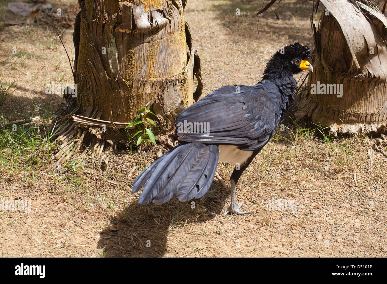 Black Curassow Crax alector Stock Photo - Alamy
