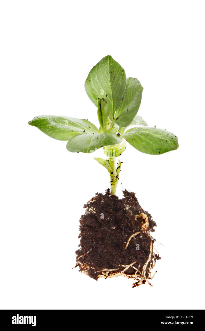 Root hi-res stock photography and images - Alamy