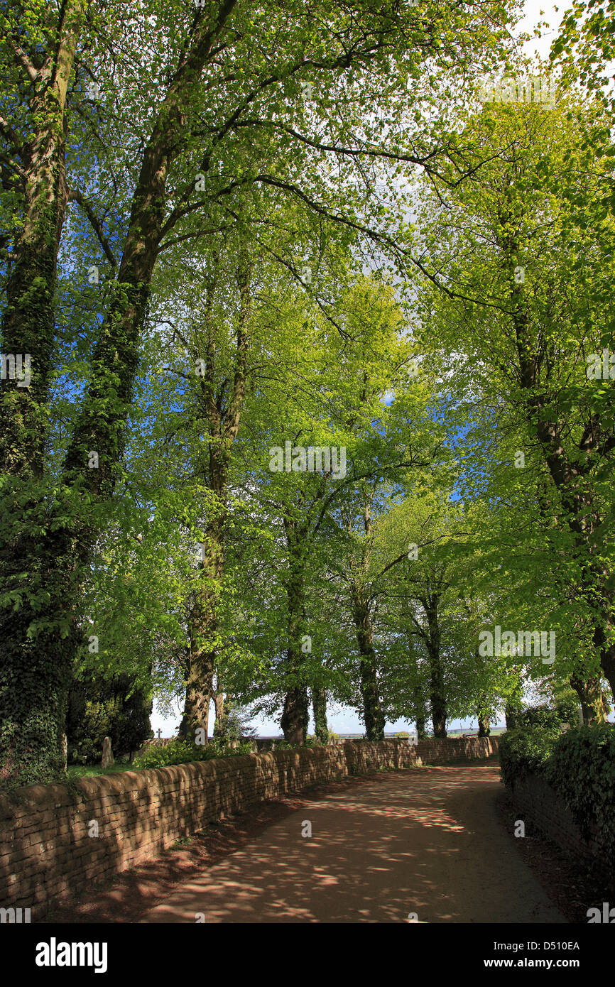 English common lime tree leaves hi-res stock photography and images - Alamy