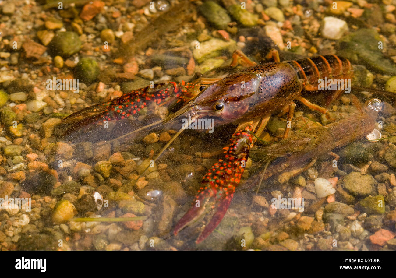 Procambarus clarkii,Louisiana crayfish adult and youngster in shallow ...