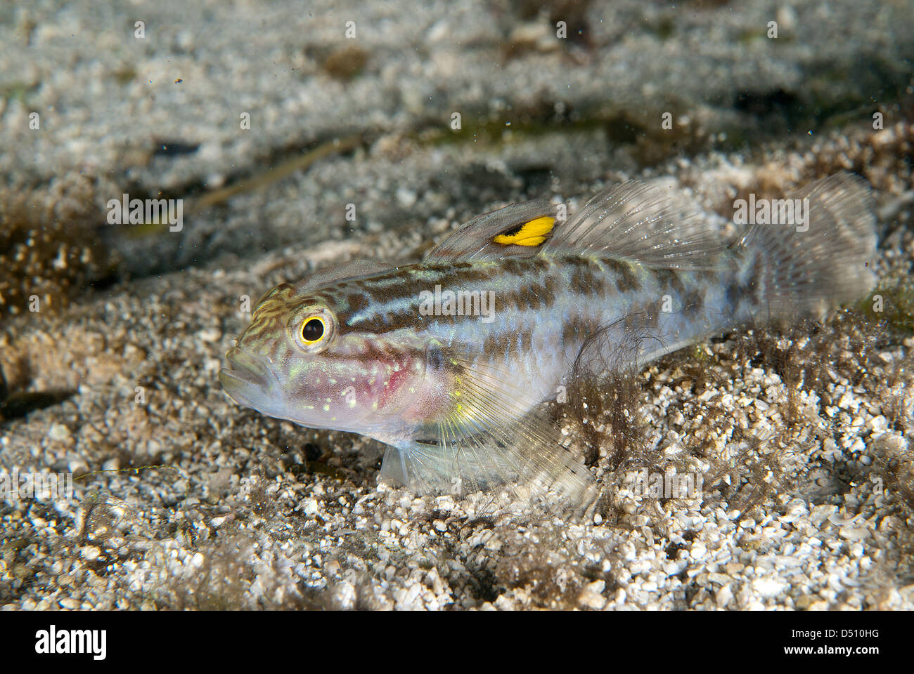 Rare Fish Found In Mexico