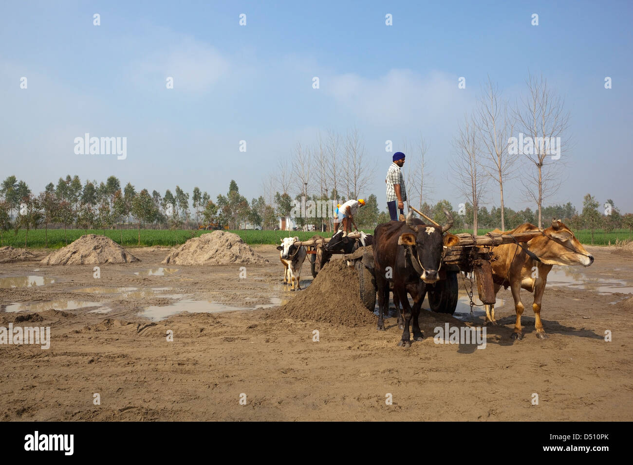 Traditional sand quarry with laborers emptying sand from cattle carts ...