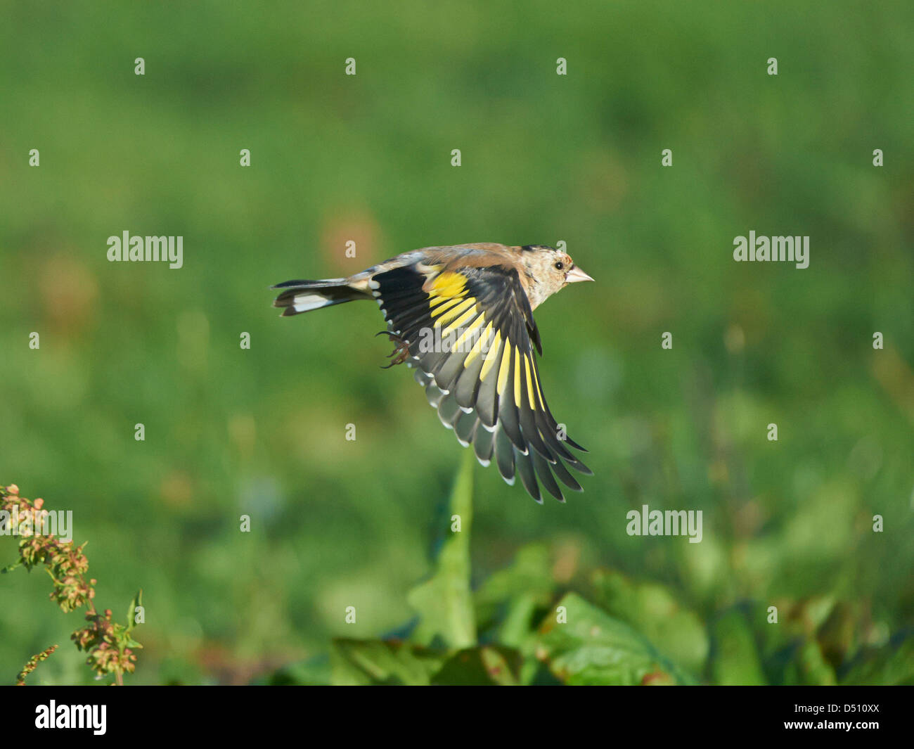 Goldfinch in flight hi-res stock photography and images - Alamy