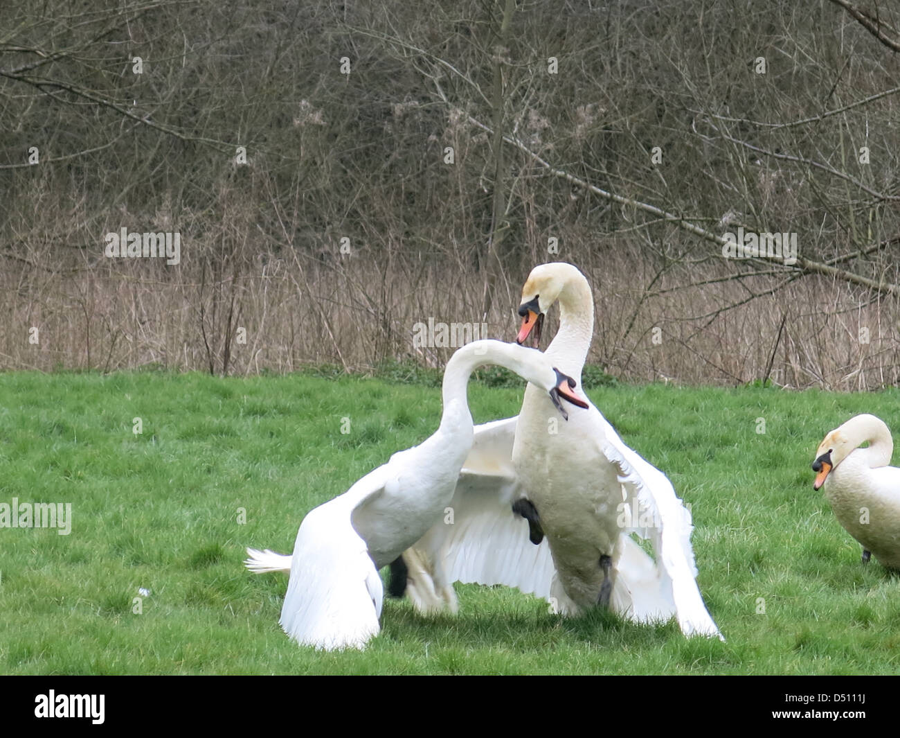 Swans mating hi-res stock photography and images - Alamy