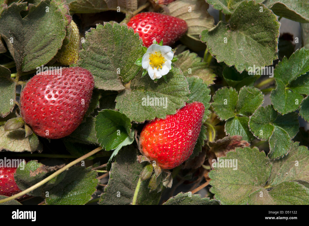 Strawberry Growing inside a greenhouse Stock Photo - Alamy