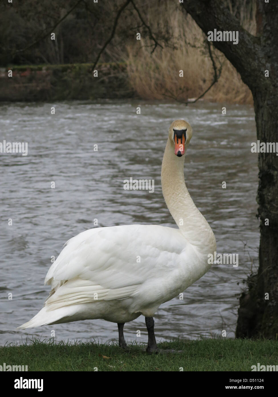 Swan Posing by The River Wey in Elstead, Surrey March 2013 Stock Photo ...