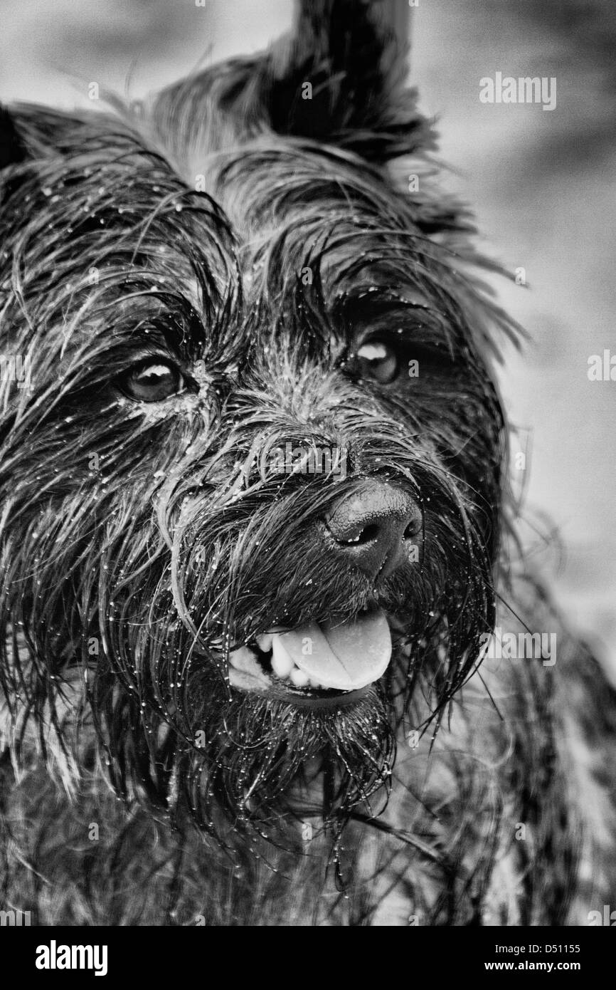Dog people uk Black and White Stock Photos & Images - Alamy