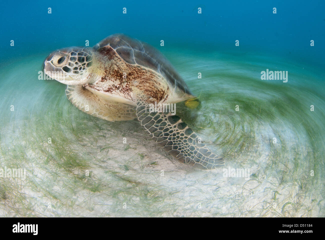 Turtle eating grass hi-res stock photography and images - Alamy