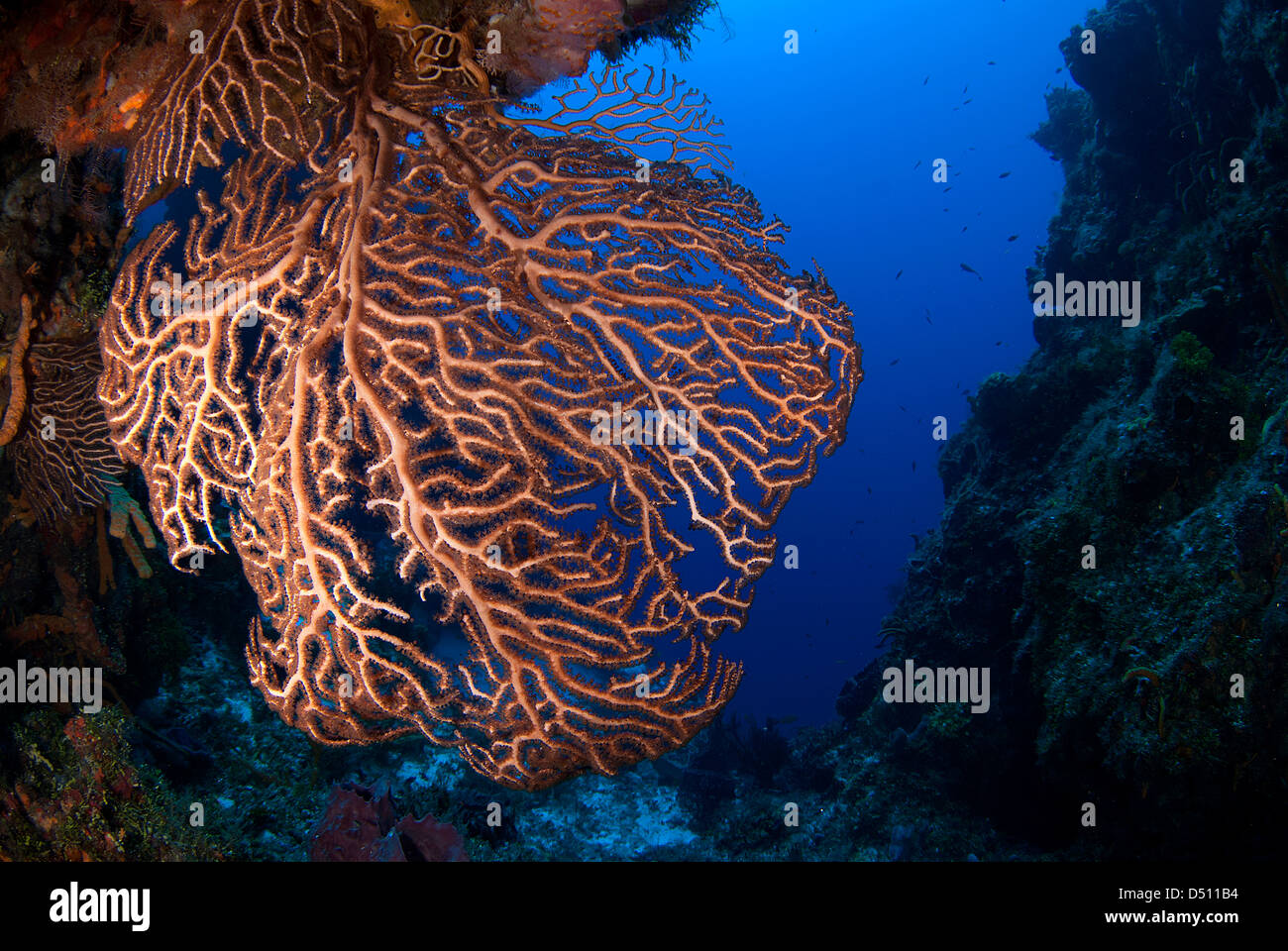 Reefscape hi-res stock photography and images - Alamy