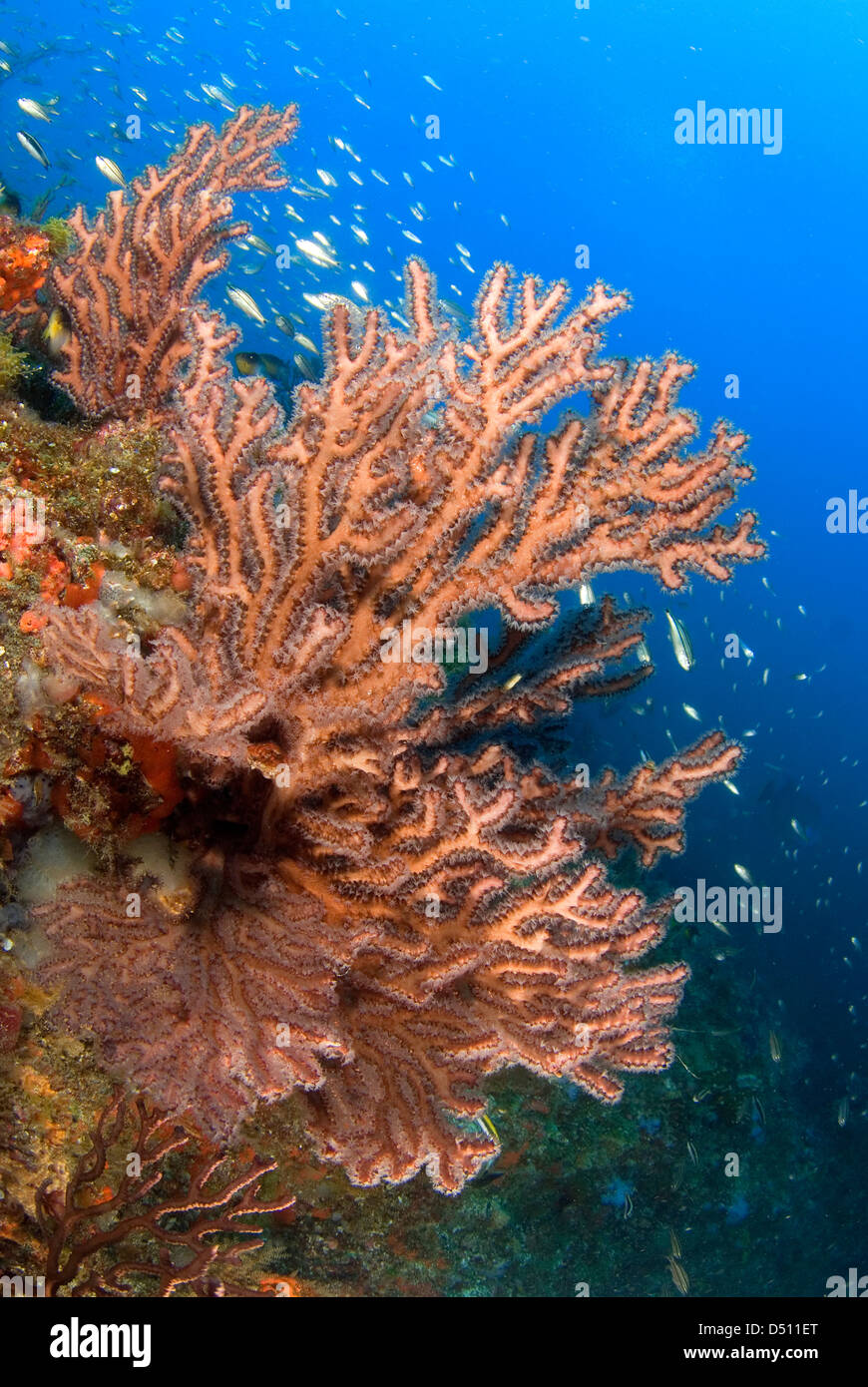 Reefscape hi-res stock photography and images - Alamy
