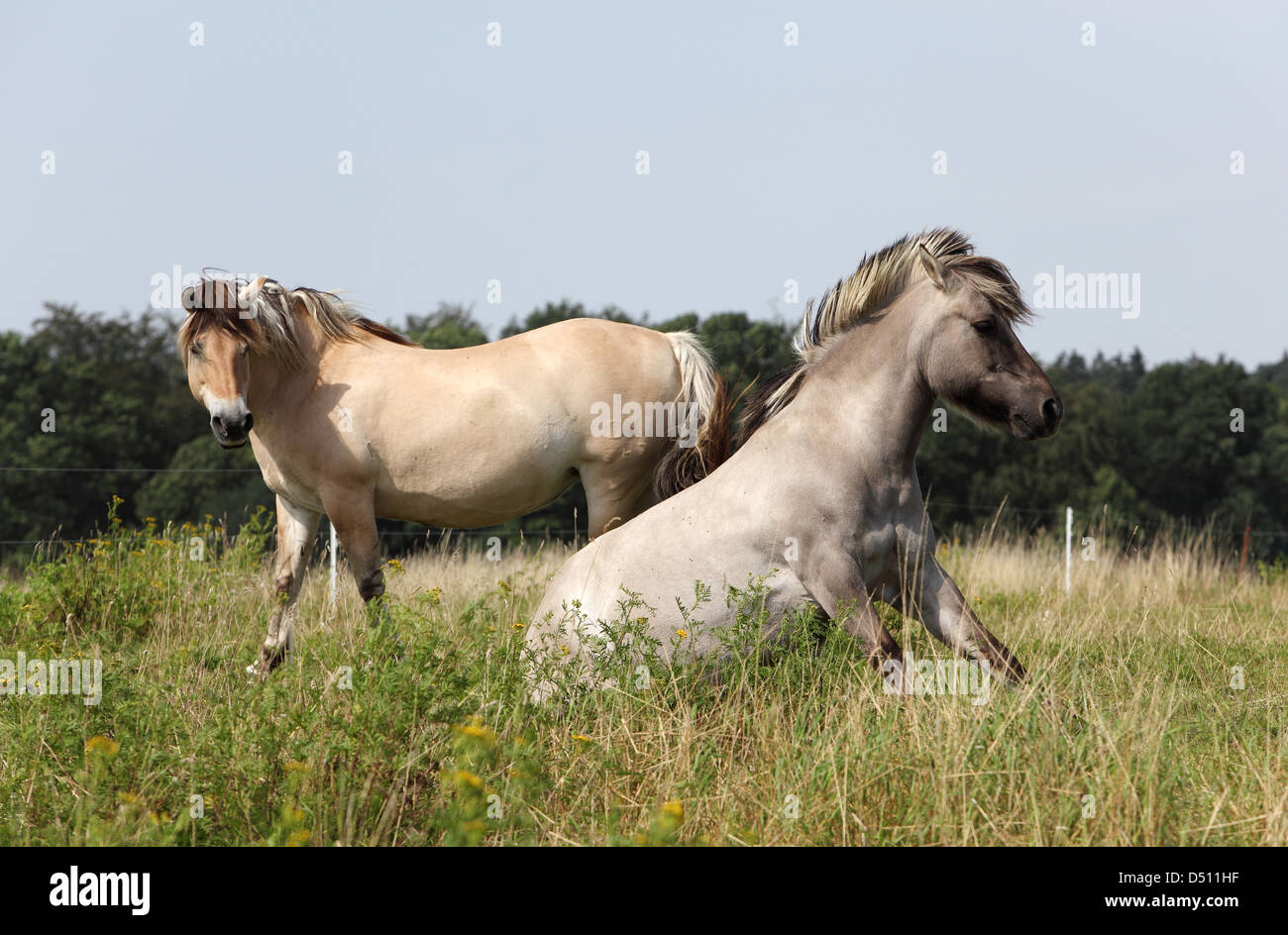 New Kätwin, Germany, Fjord horses on a pasture Stock Photo - Alamy