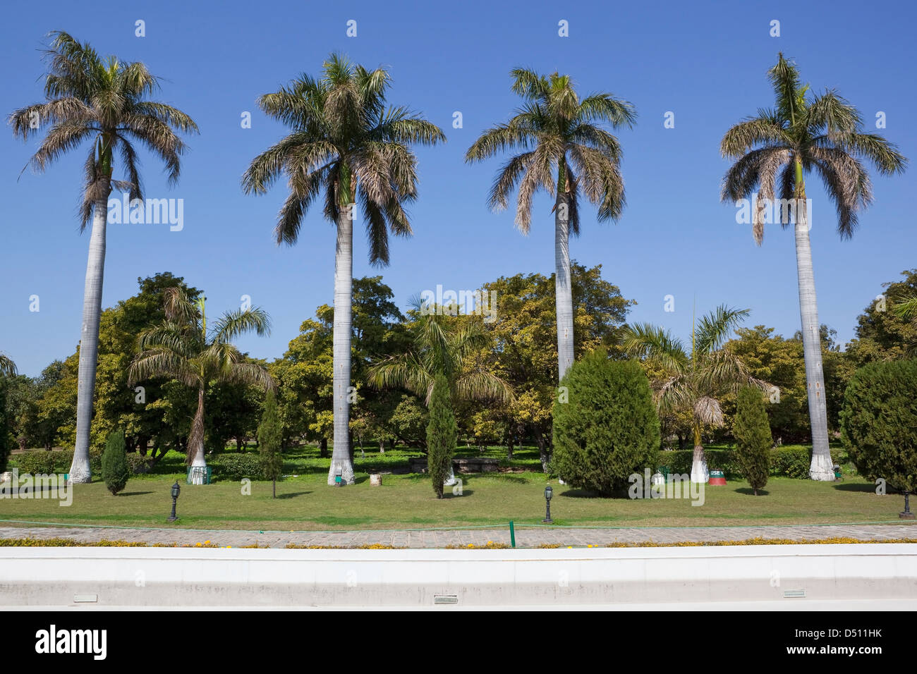 Beautiful palm trees in a line at the picturesque Pinjore Gardens in ...