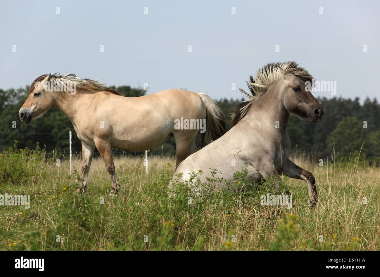 Graufalbe hi-res stock photography and images - Alamy