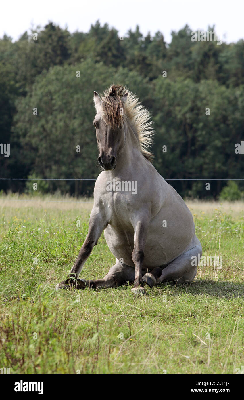 Graufalbe hi-res stock photography and images - Alamy