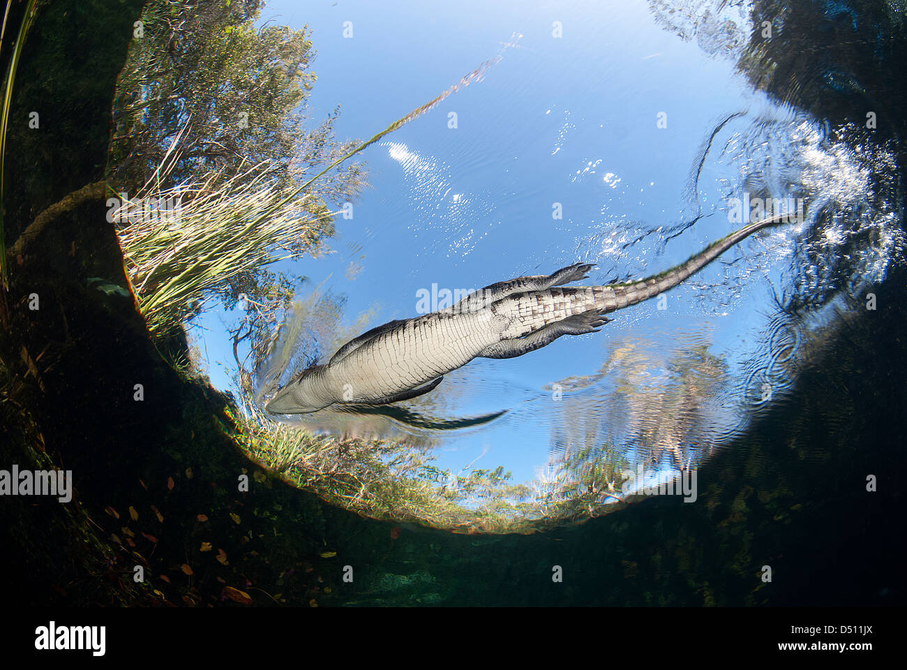 Moreleti Crocodile, Crocodilus Moreleti, carwash cenote, Tulum Riviera ...