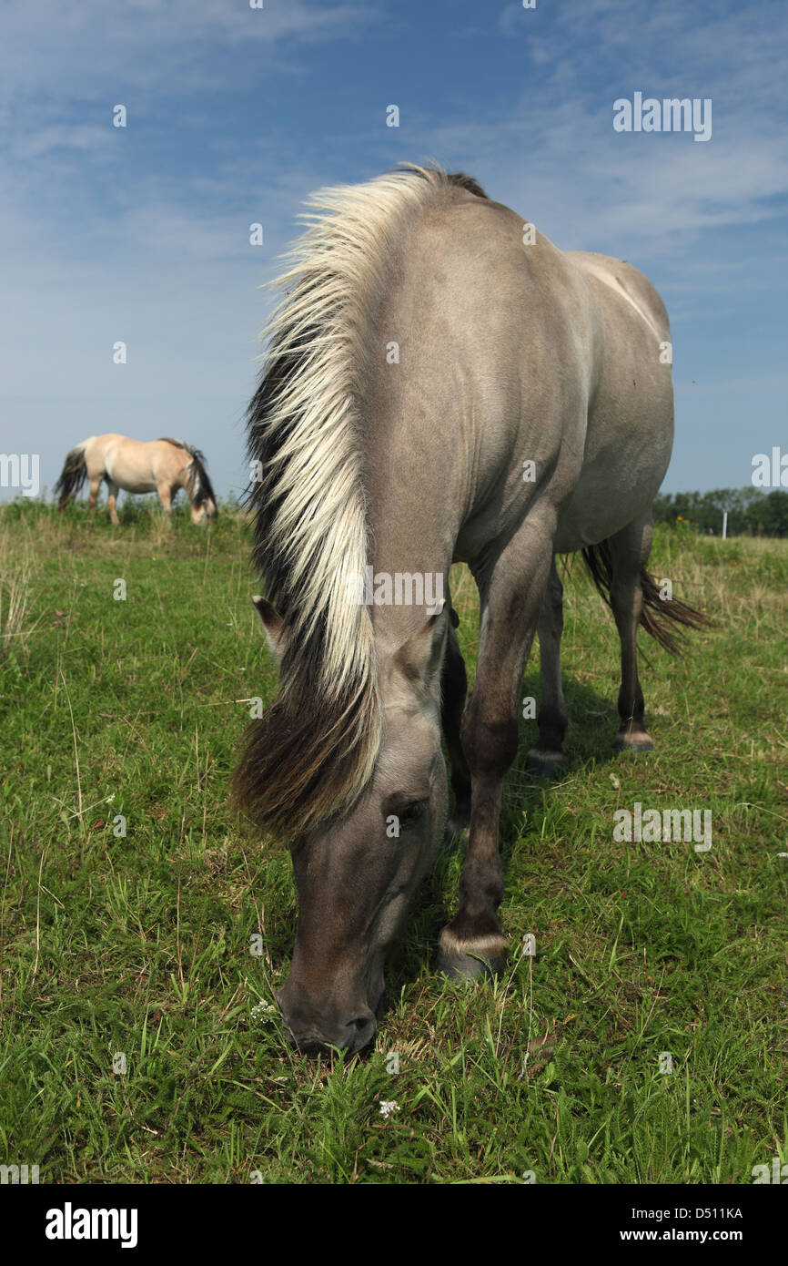 Graufalbe hi-res stock photography and images - Alamy