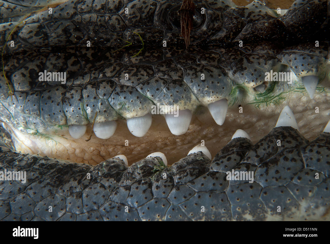 Moreleti Crocodile, Crocodilus Moreleti, close up carwash cenote, Tulum ...