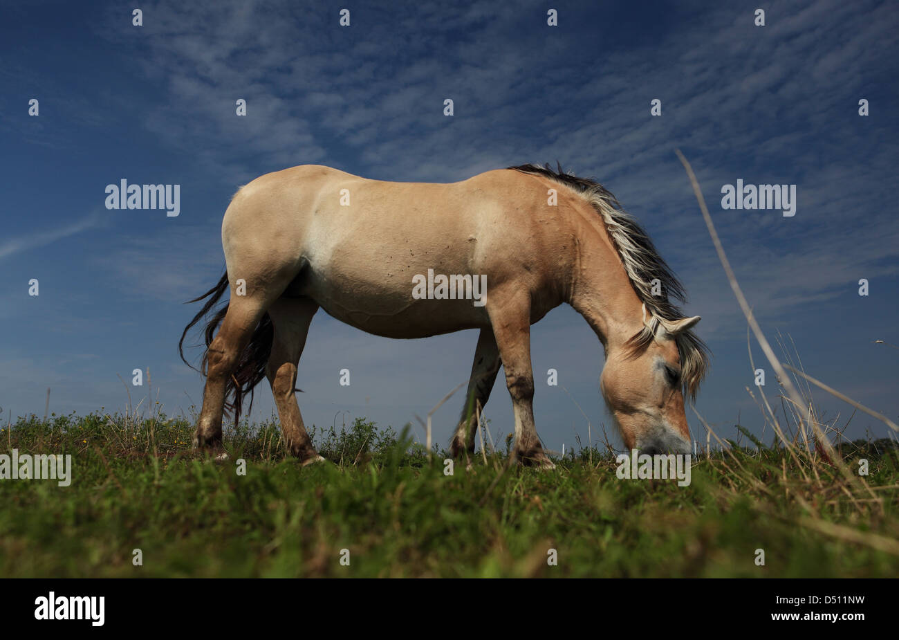 New Kätwin, Germany, Fjord horse grazing in a pasture Stock Photo - Alamy