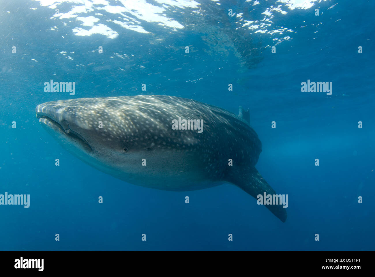 Rhincodon typus hi-res stock photography and images - Alamy