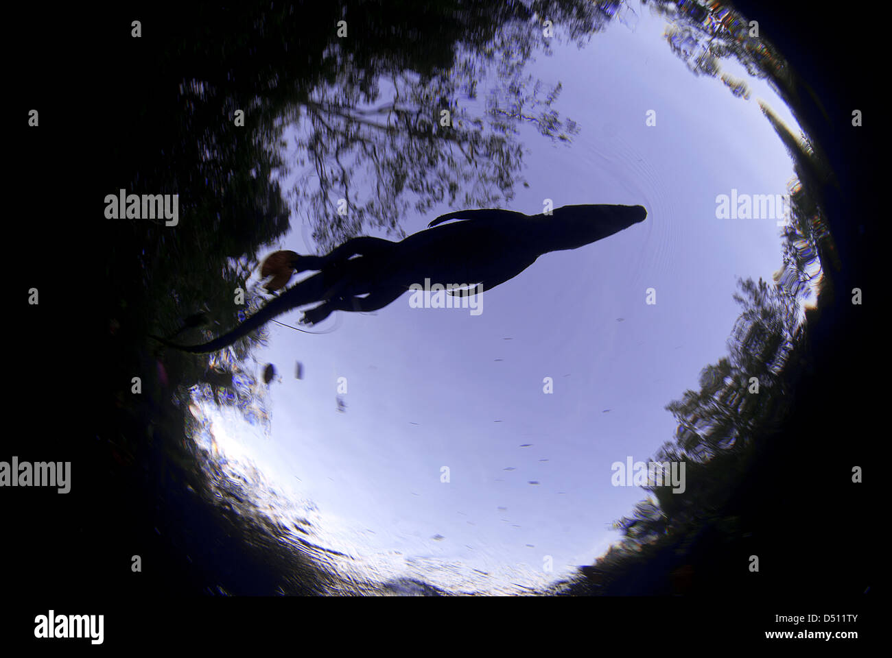 Moreleti Crocodile, Crocodilus Moreleti, siluet carwash cenote, Tulum ...