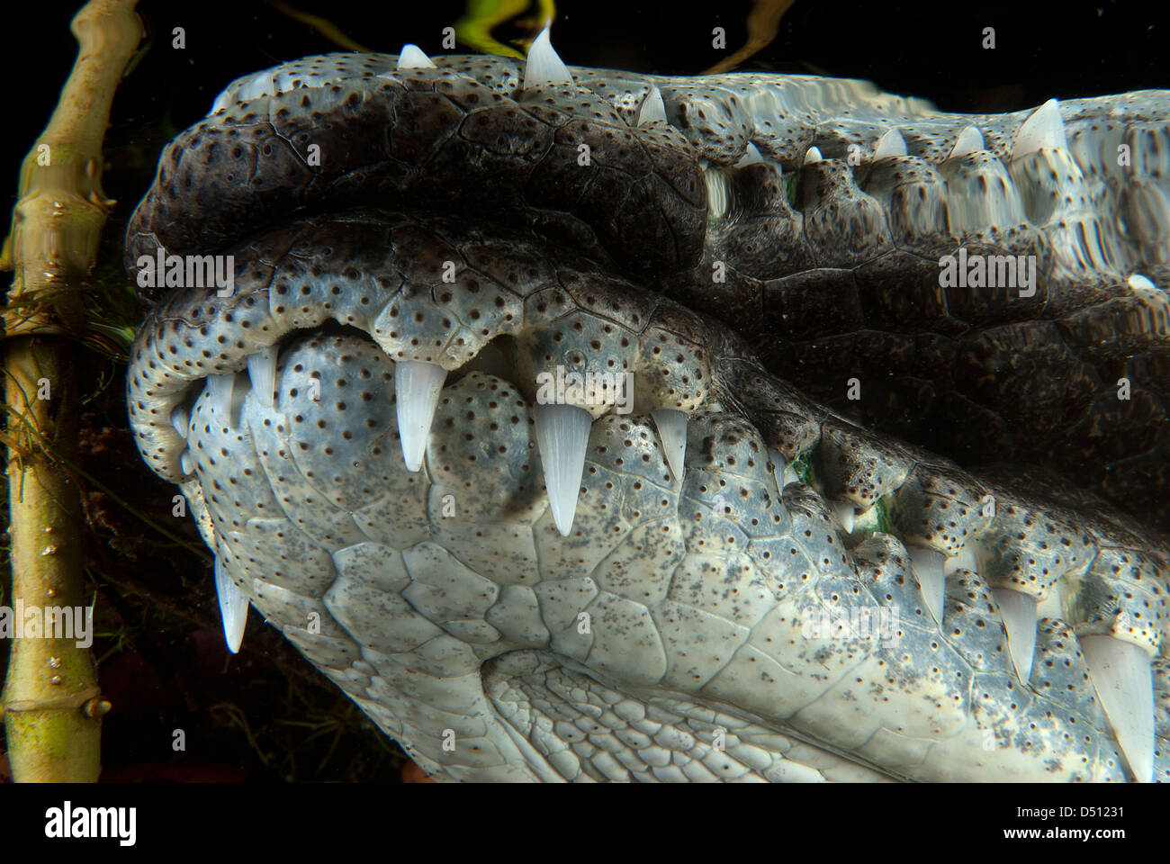 Moreleti hi-res stock photography and images - Alamy