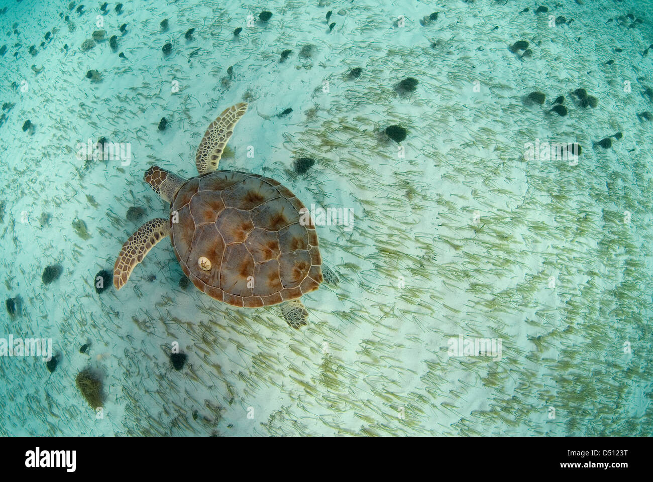 Sea turtle grass bed hi-res stock photography and images - Alamy